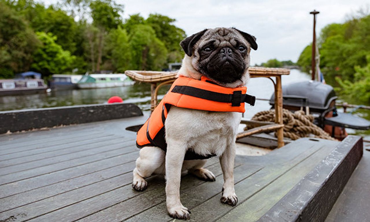 Patrick - Cinema, Movie, Film Review - Entertainment.ie