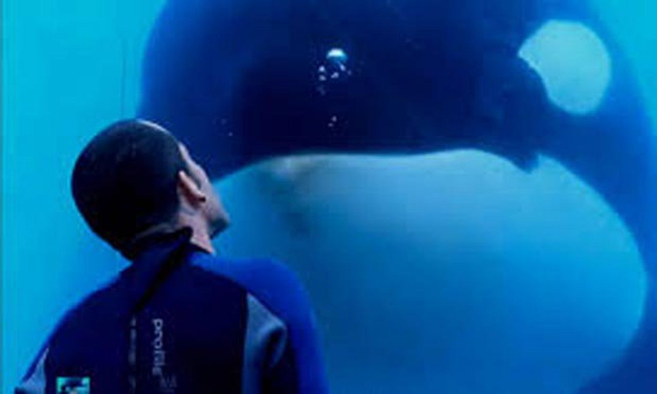 Blackfish - Cinema, Movie, Film Review - Entertainment.ie