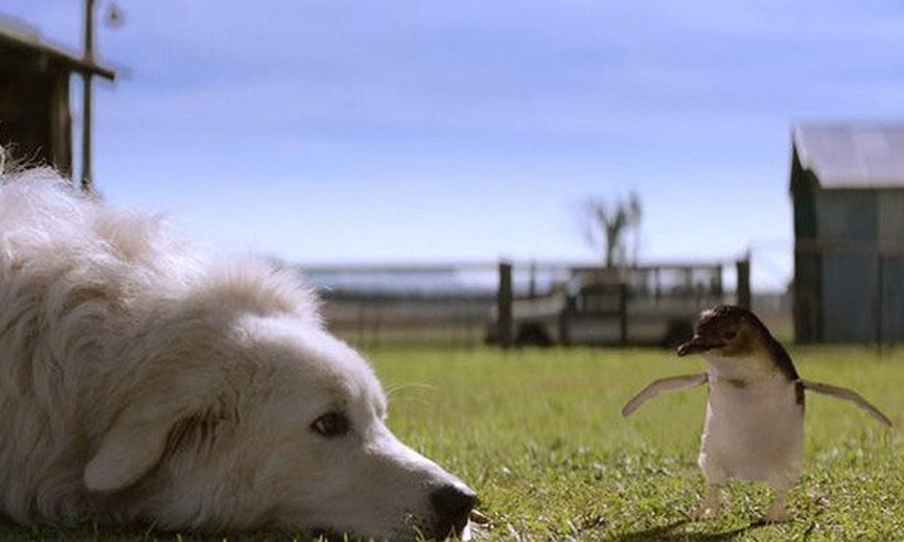 Oddball and the Penguins - Cinema, Movie, Film Review - Entertainment.ie