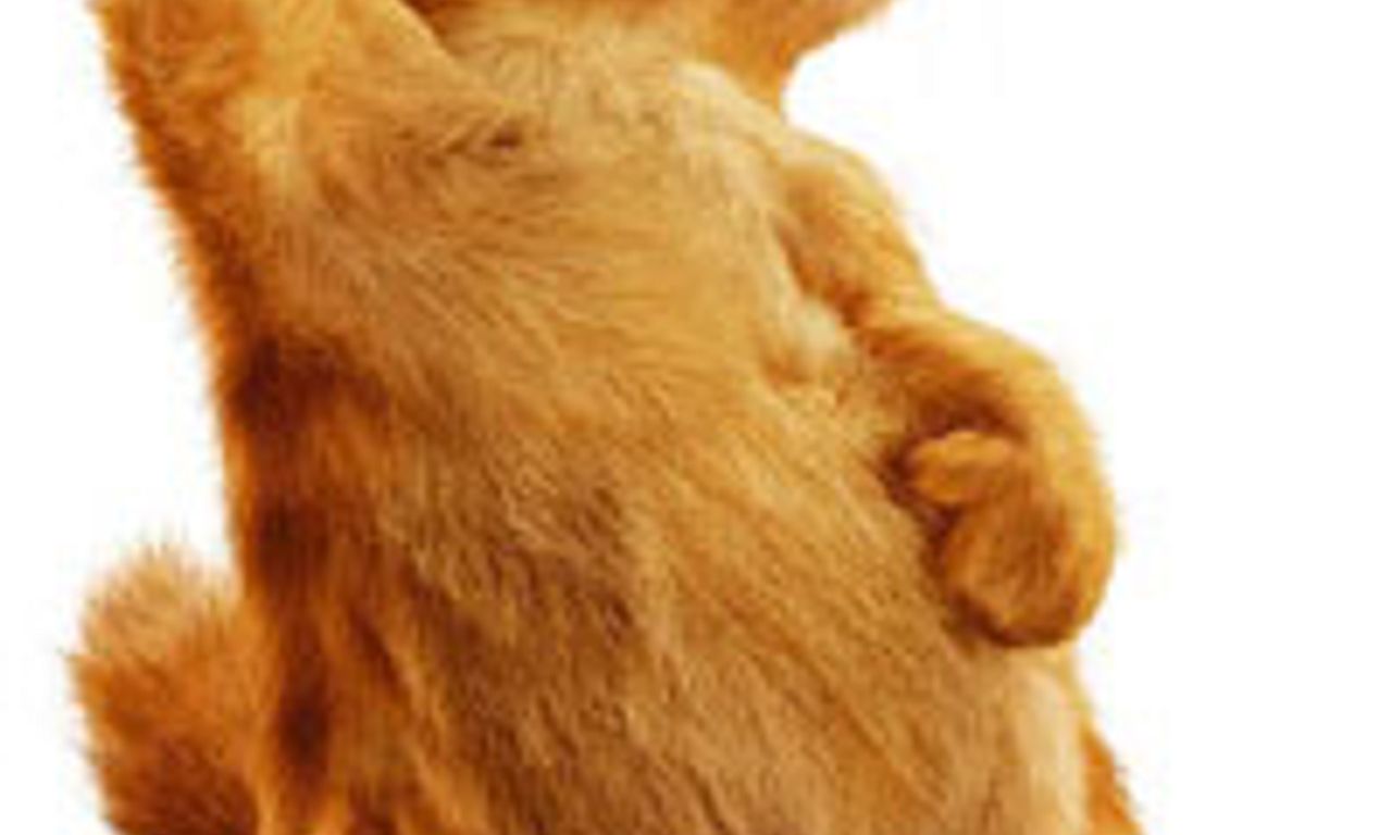 Garfield - Where to Watch and Stream Online – Entertainment.ie