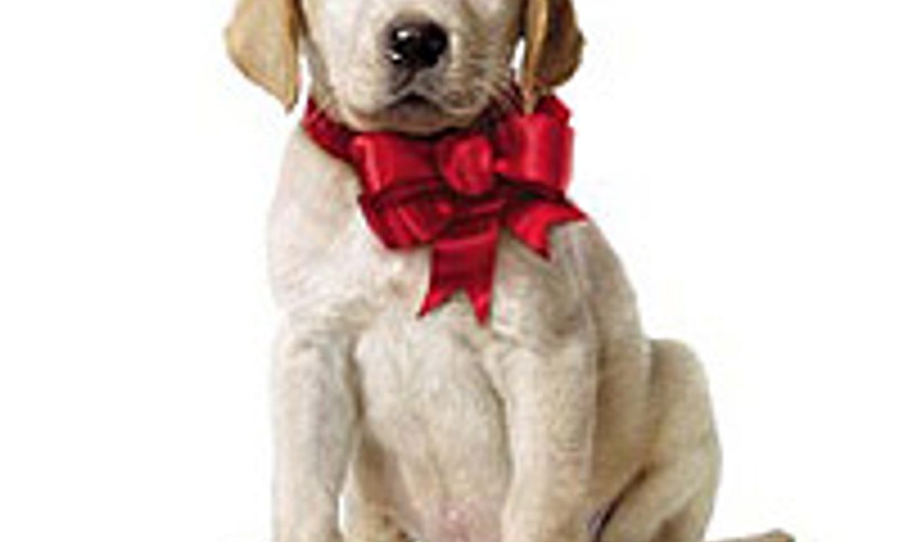 Marley & Me - Where to Watch and Stream Online – Entertainment.ie