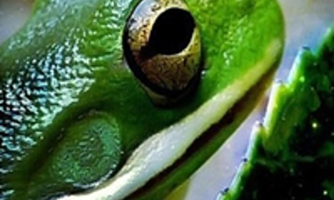 MicroPlanet 3D - Where to Watch and Stream Online – Entertainment.ie