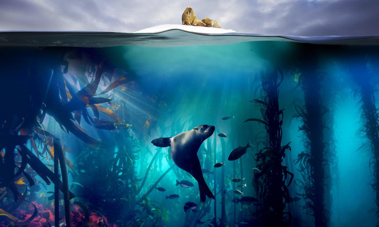 Blue Planet II - Where to Watch and Stream Online – Entertainment.ie