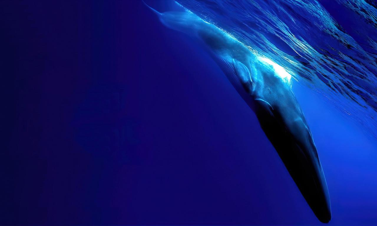 The Loneliest Whale: The Search for 52 - Where to Watch and Stream ...