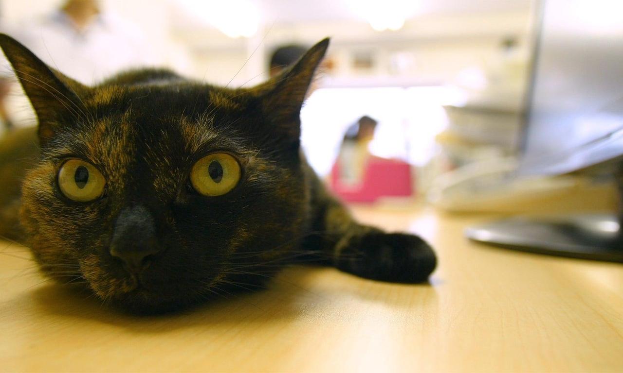 Cat Nation - Where to Watch and Stream Online – Entertainment.ie