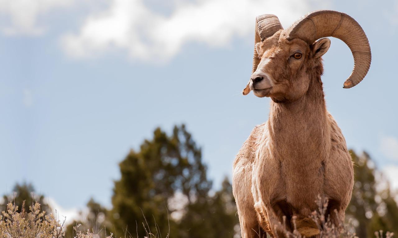 America's Greatest Animals - Where to Watch and Stream Online ...