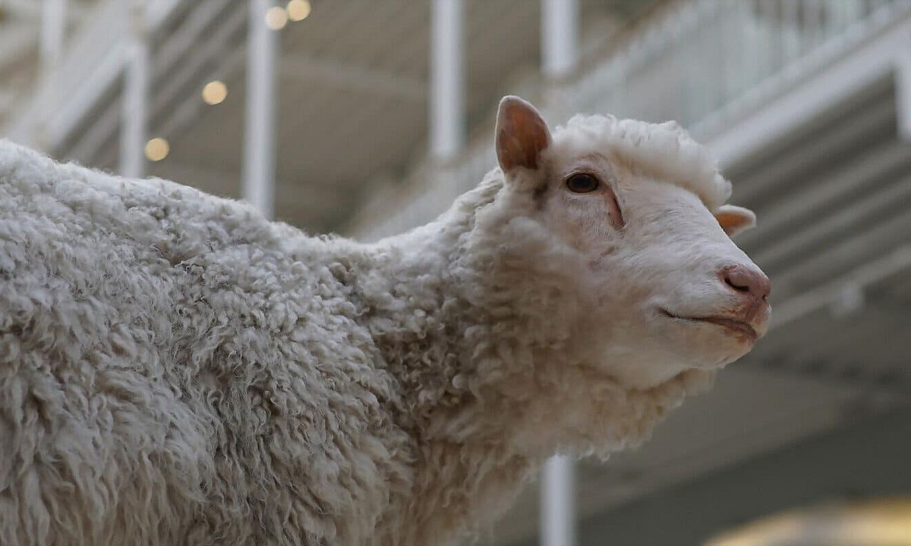 Dolly: The Sheep That Changed the World - Where to Watch and Stream ...