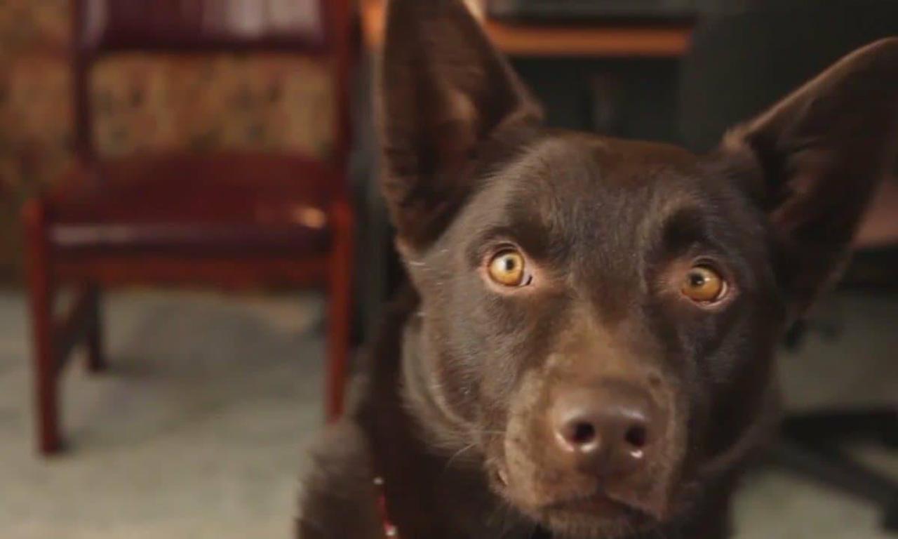 Koko: A Red Dog Story - Where to Watch and Stream Online – Entertainment.ie