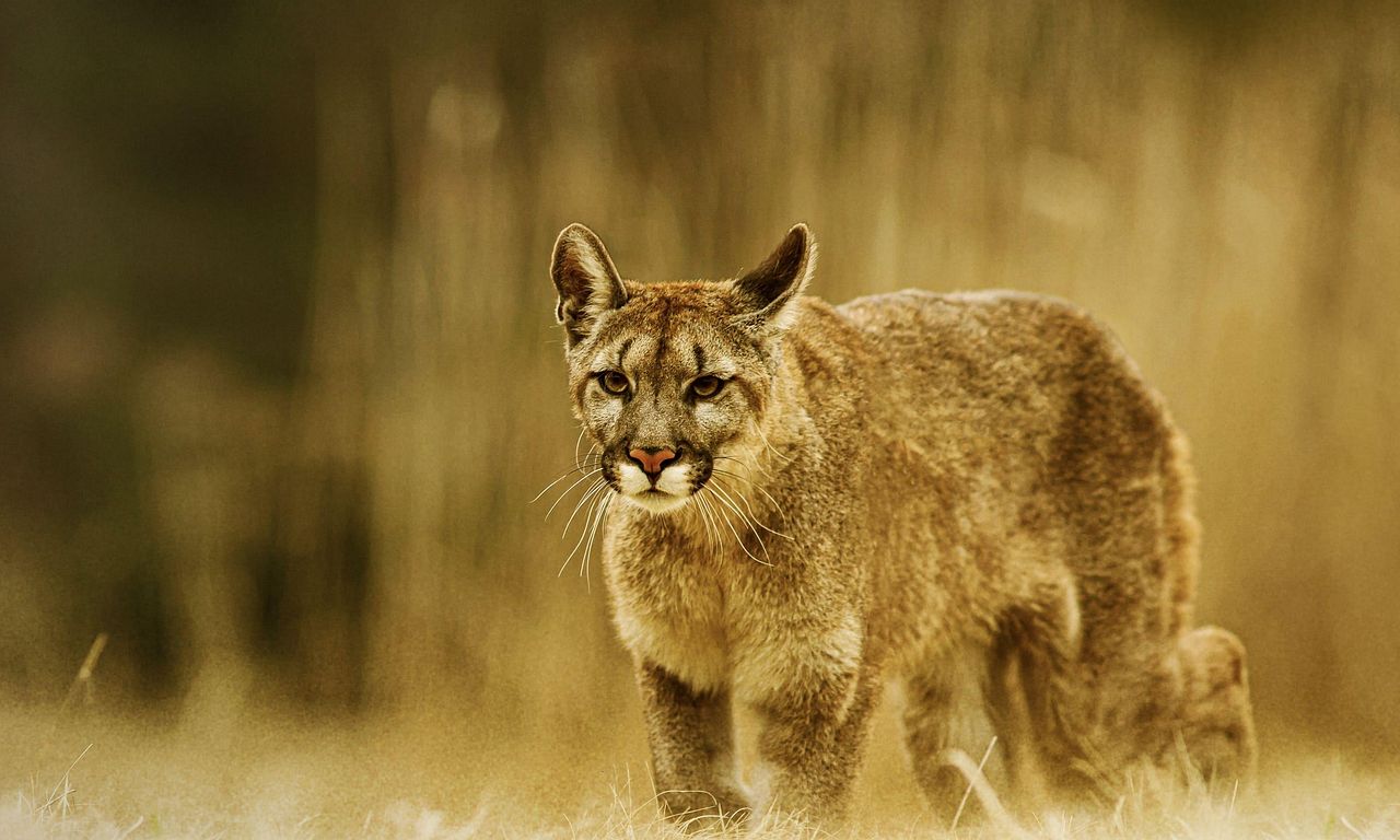 Man Vs. Puma - Where to Watch and Stream Online – Entertainment.ie