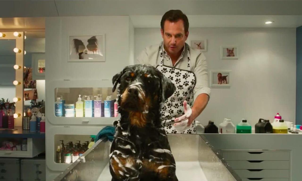 Show Dogs - Where to Watch and Stream Online – Entertainment.ie