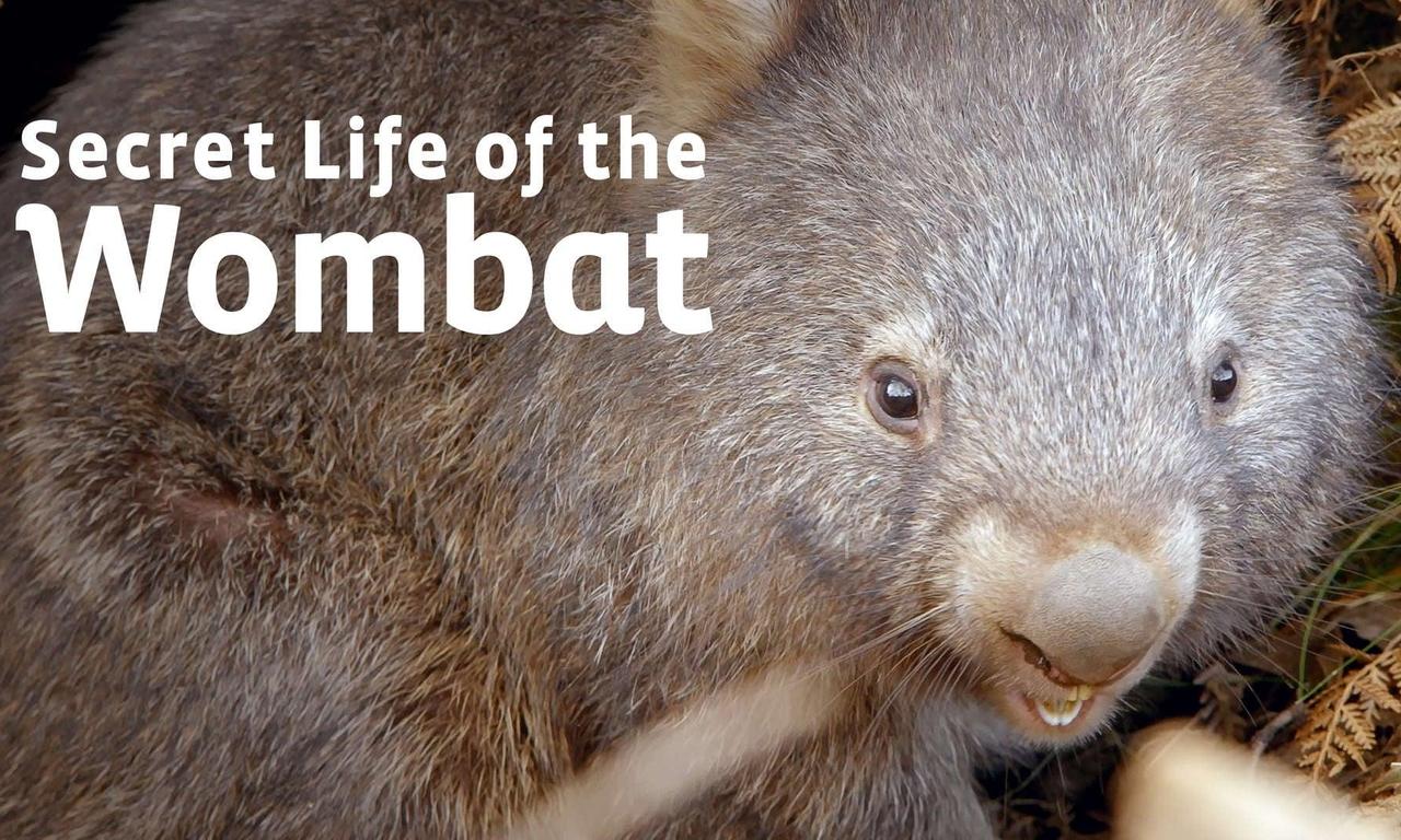 Secret Life of the Wombat - Where to Watch and Stream Online – Entertainment.ie