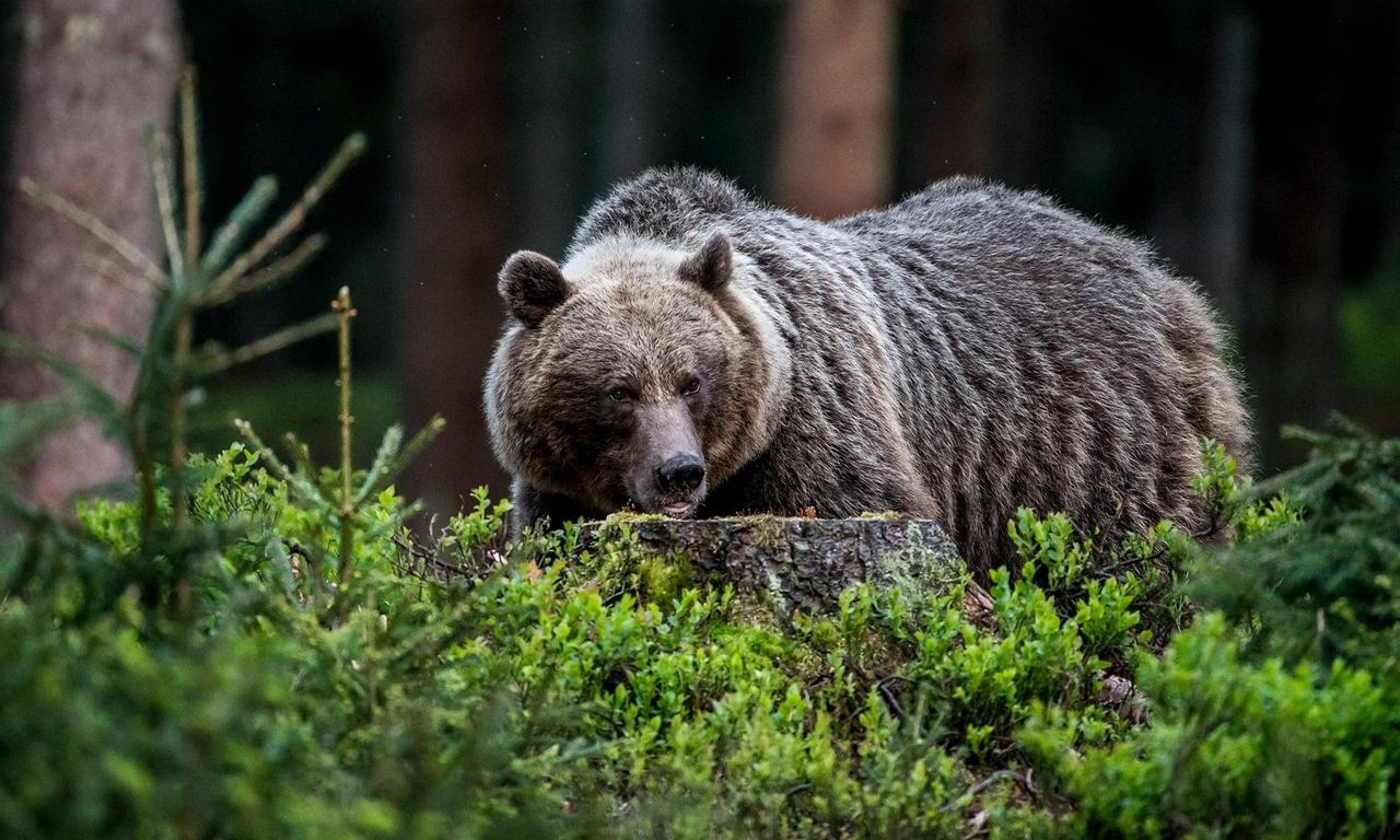 Wild Slovakia - Where to Watch and Stream Online – Entertainment.ie