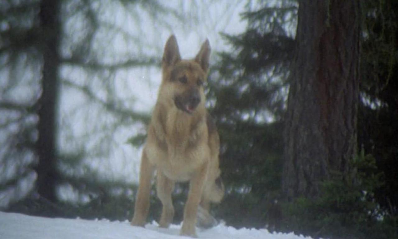 White Fang - Where to Watch and Stream Online – Entertainment.ie