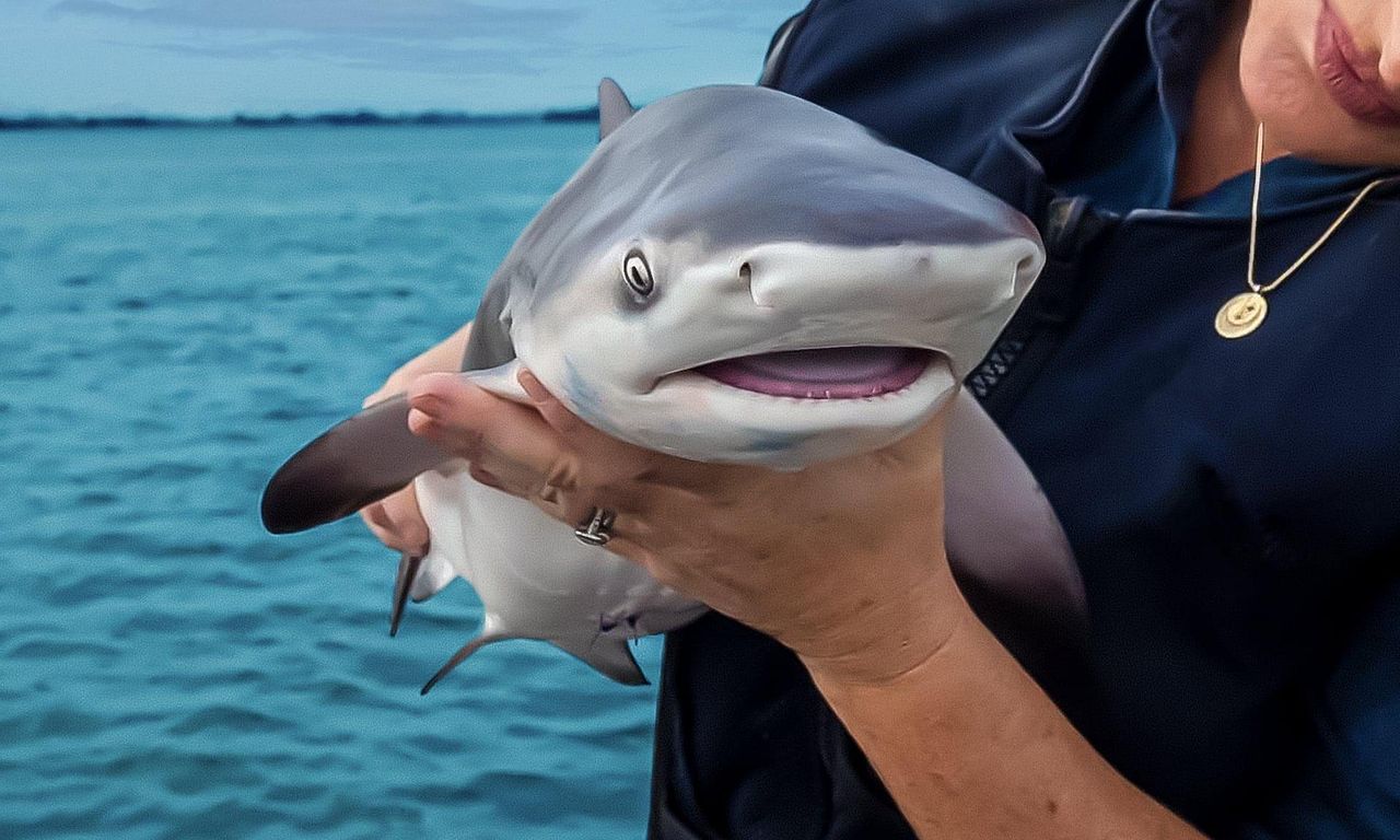 Baby Sharks - Where to Watch and Stream Online – Entertainment.ie