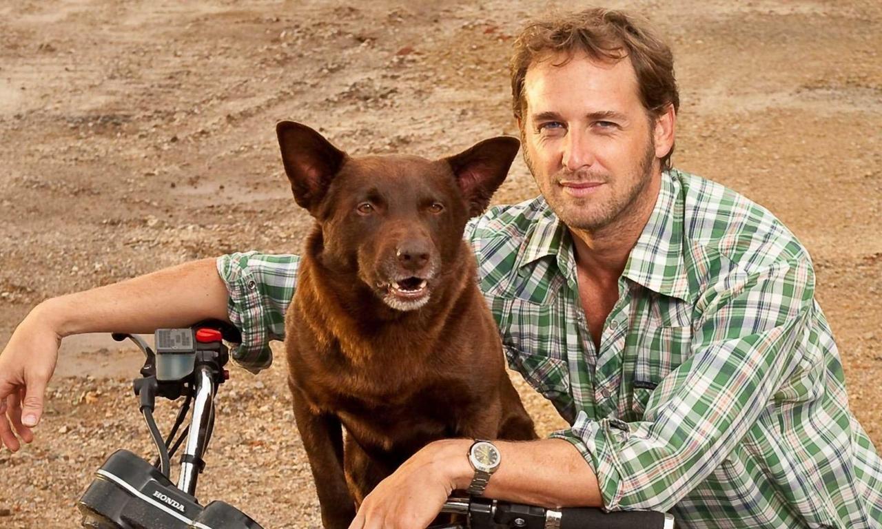 Red Dog - Where to Watch and Stream Online – Entertainment.ie