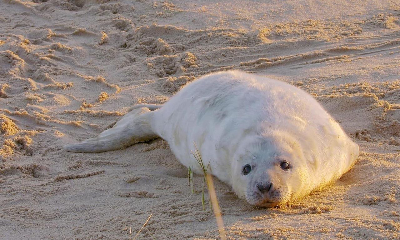 The Wonderful World of Baby Animals - Where to Watch and Stream Online ...