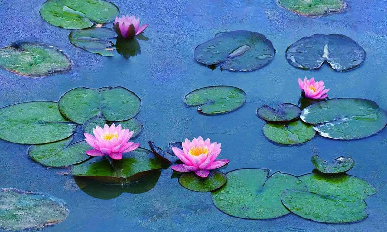 Water Lilies by Monet - Where to Watch and Stream Online – Entertainment.ie