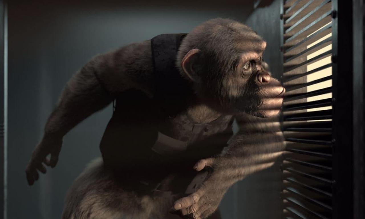 C.I.Ape - Where to Watch and Stream Online – Entertainment.ie