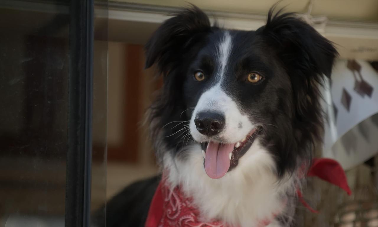 A Dog Named Duke - Where to Watch and Stream Online – Entertainment.ie