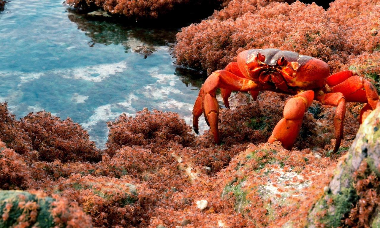 The Giant Robber Crab - Where to Watch and Stream Online – Entertainment.ie