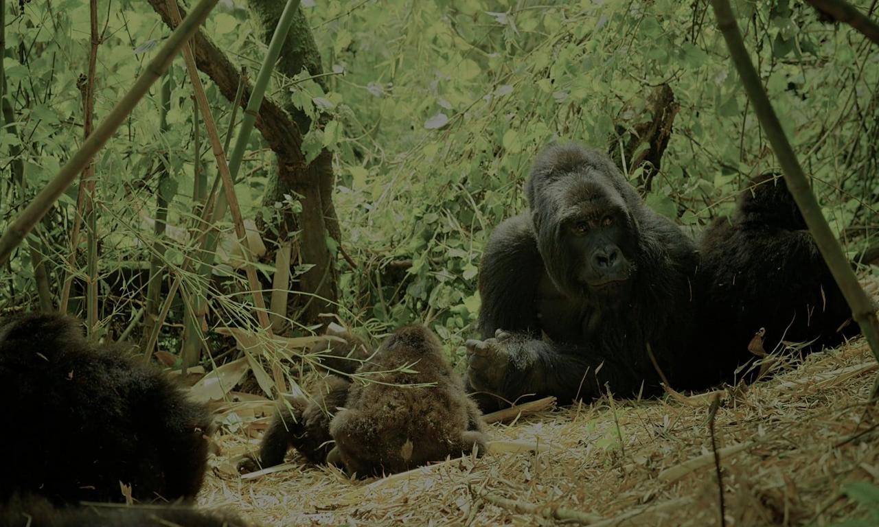 Wild Africa - Where to Watch and Stream Online – Entertainment.ie