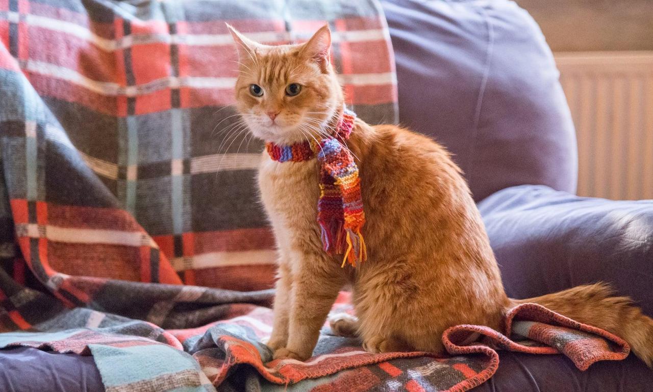 A Street Cat Named Bob - Where to Watch and Stream Online ...