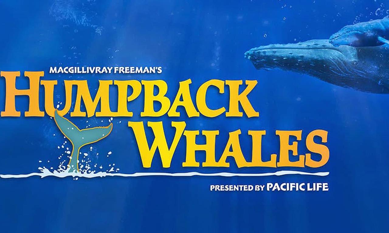 Humpback Whales - Where to Watch and Stream Online – Entertainment.ie