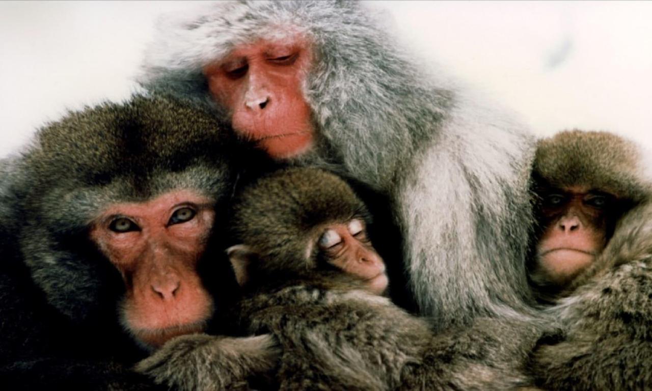 The Monkey Folk - Where to Watch and Stream Online – Entertainment.ie