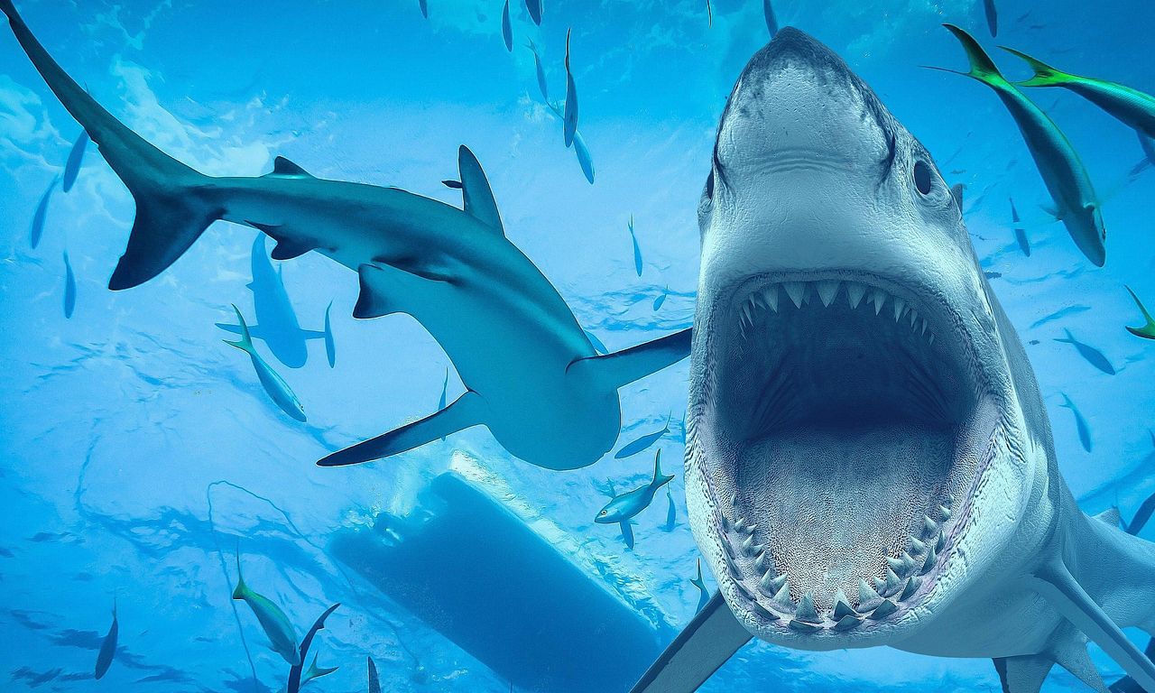 Sharks: Monster of the Media - Where to Watch and Stream Online ...