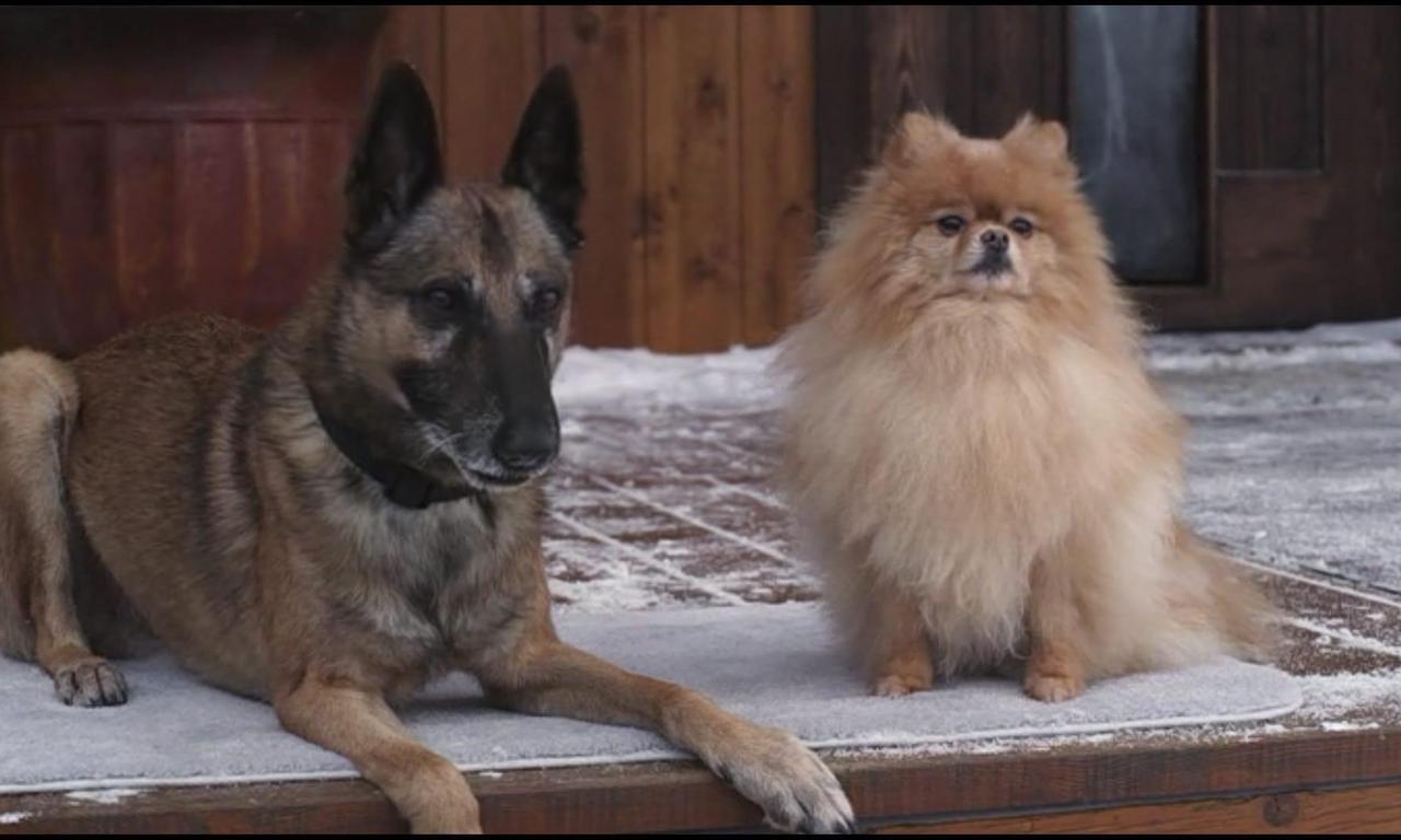 Step Dogs - Where to Watch and Stream Online – Entertainment.ie