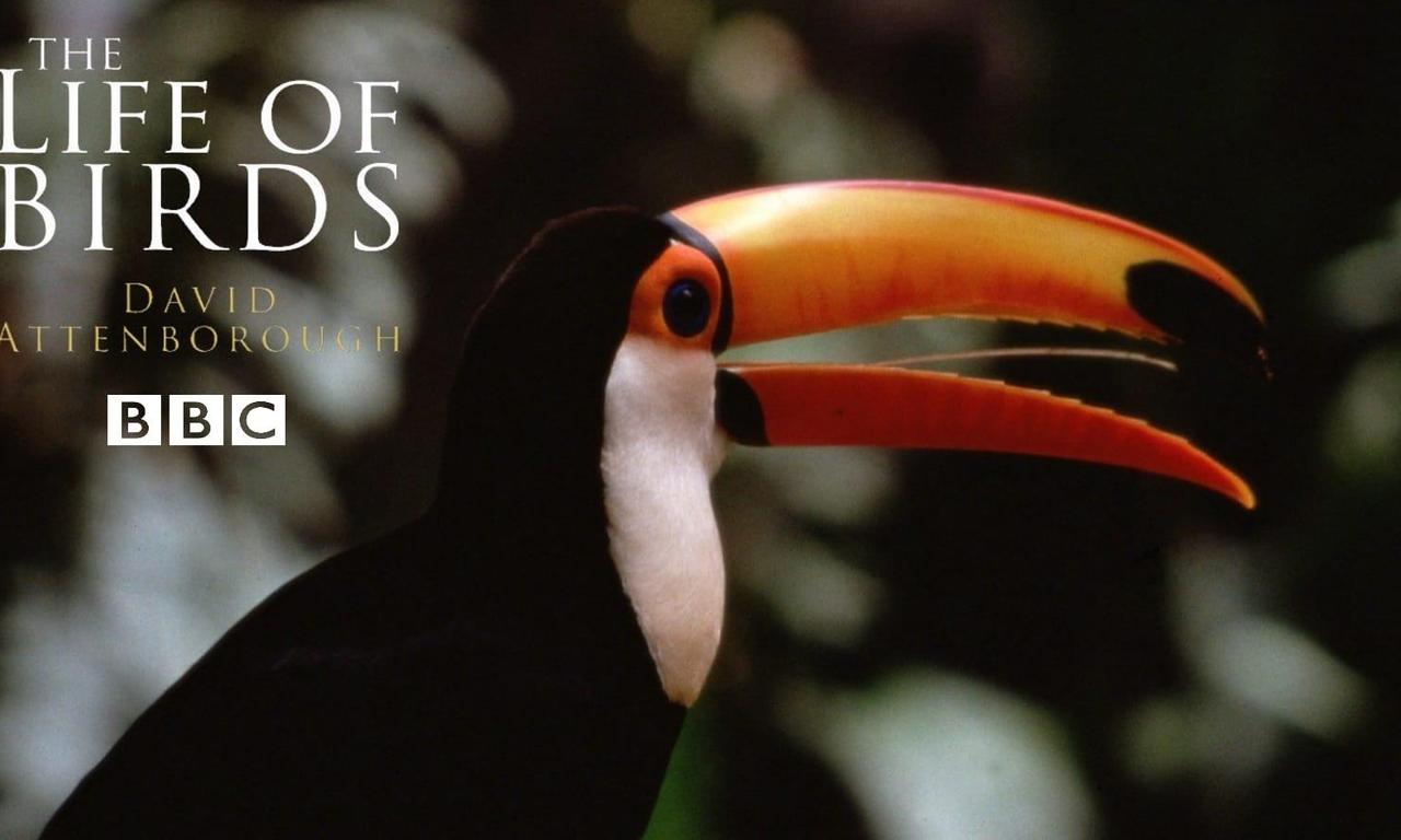 The Life of Birds - Where to Watch and Stream Online – Entertainment.ie