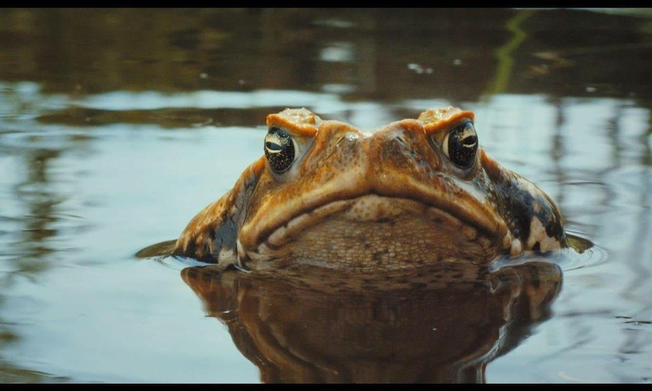 Cane Toads: The Conquest - Where to Watch and Stream Online ...