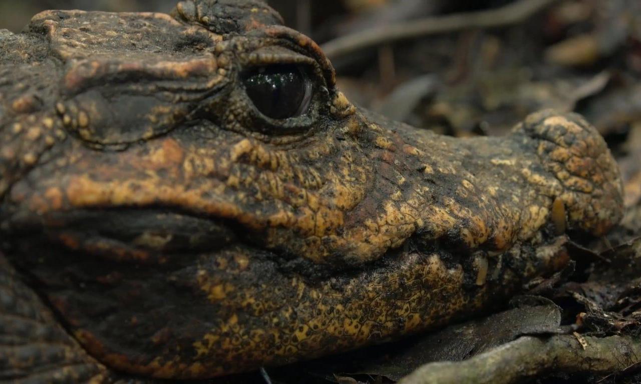 Cave Crocs of Gabon - Where to Watch and Stream Online – Entertainment.ie