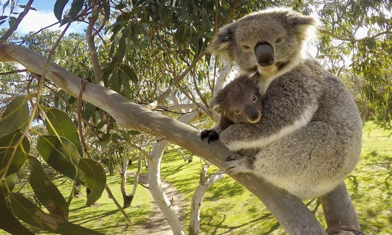 Secret Life of the Koala - Where to Watch and Stream Online ...