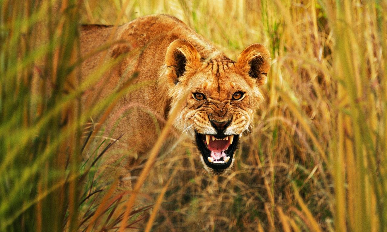 Secret Life of Predators - Where to Watch and Stream Online ...