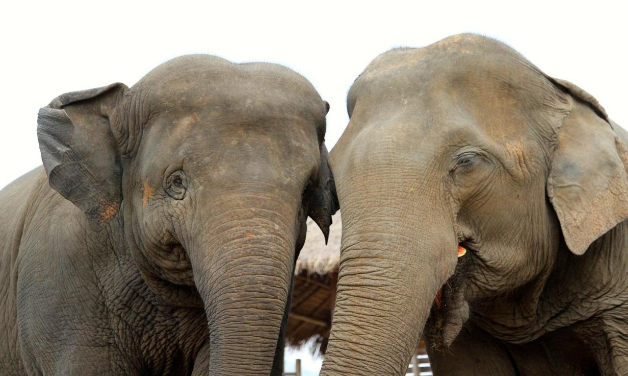 Elephant Tales - Where to Watch and Stream Online – Entertainment.ie