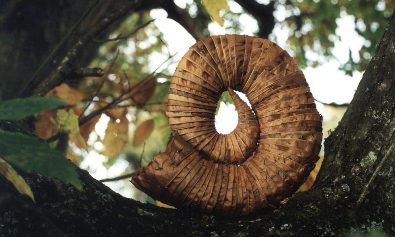 Rivers and Tides - Where to Watch and Stream Online – Entertainment.ie