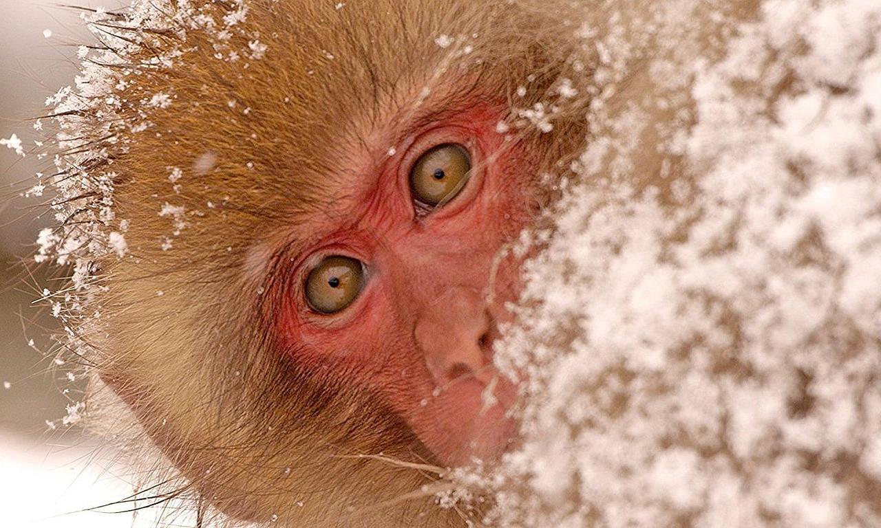 Snow Monkeys - Where to Watch and Stream Online – Entertainment.ie