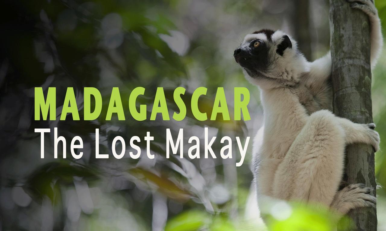 Madagascar: The Lost Makay - Where to Watch and Stream Online ...