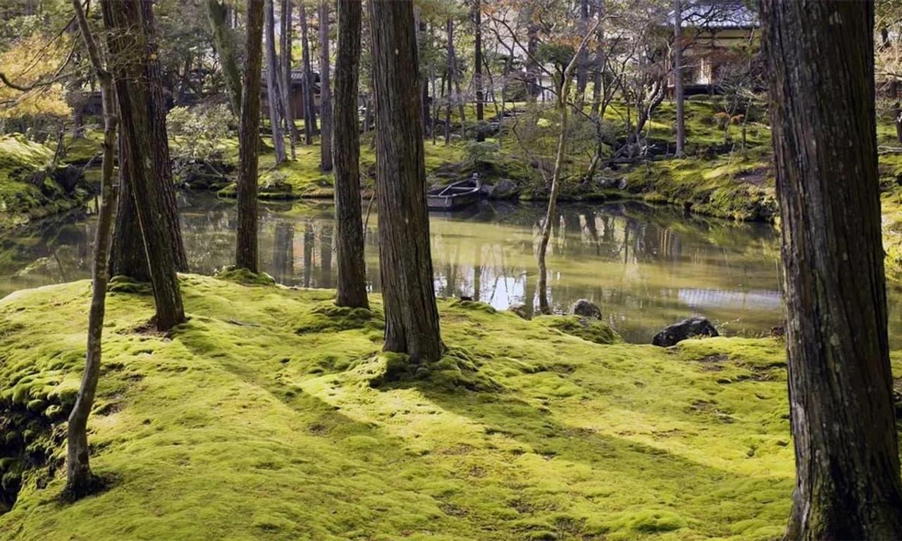 The Magical World of Moss - Where to Watch and Stream Online ...