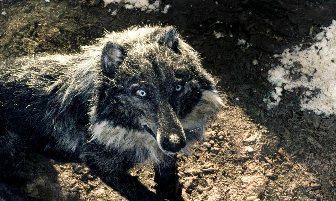 Peter & the Wolf - Where to Watch and Stream Online – Entertainment.ie