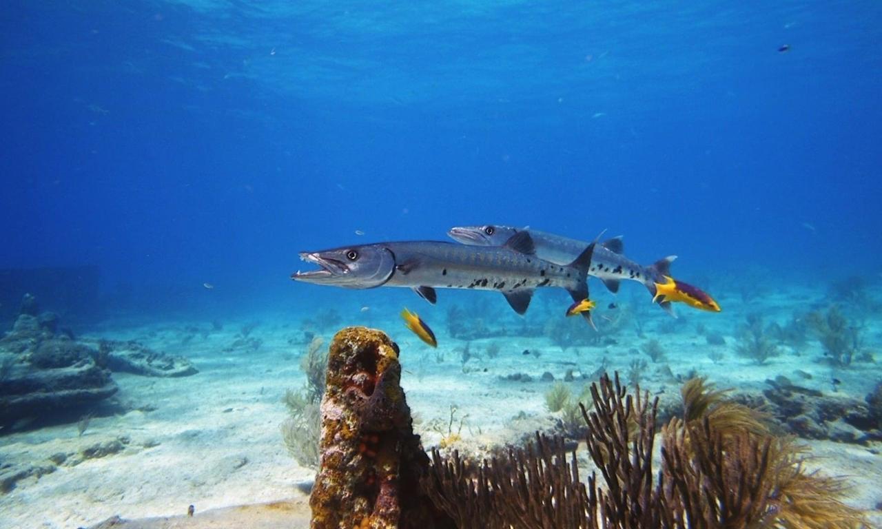 Deep Sea 3D - Where to Watch and Stream Online – Entertainment.ie