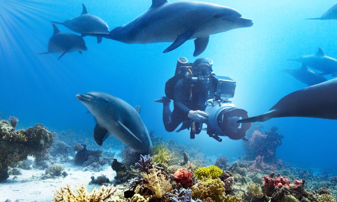 Diving with Dolphins - Where to Watch and Stream Online – Entertainment.ie