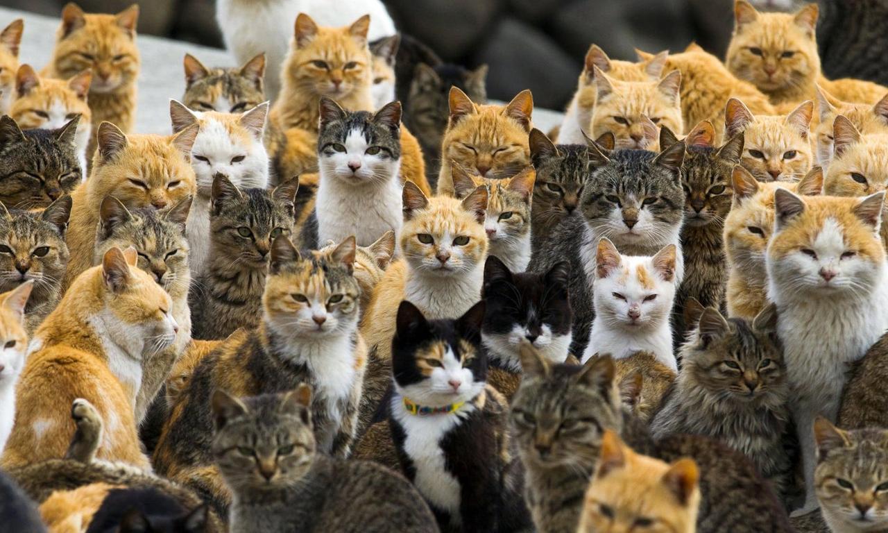 Cat Heaven Island - Where to Watch and Stream Online – Entertainment.ie