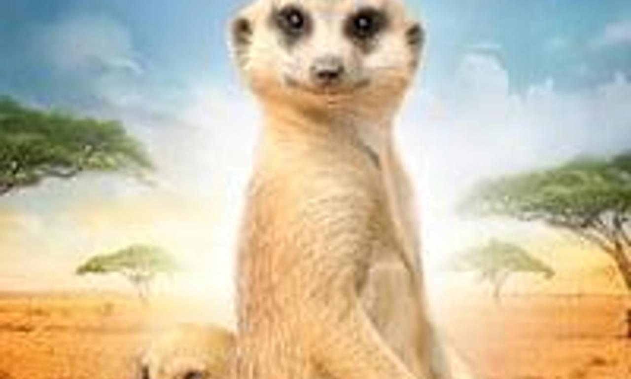 Meerkat Manor: The Story Begins - Where to Watch and Stream Online ...