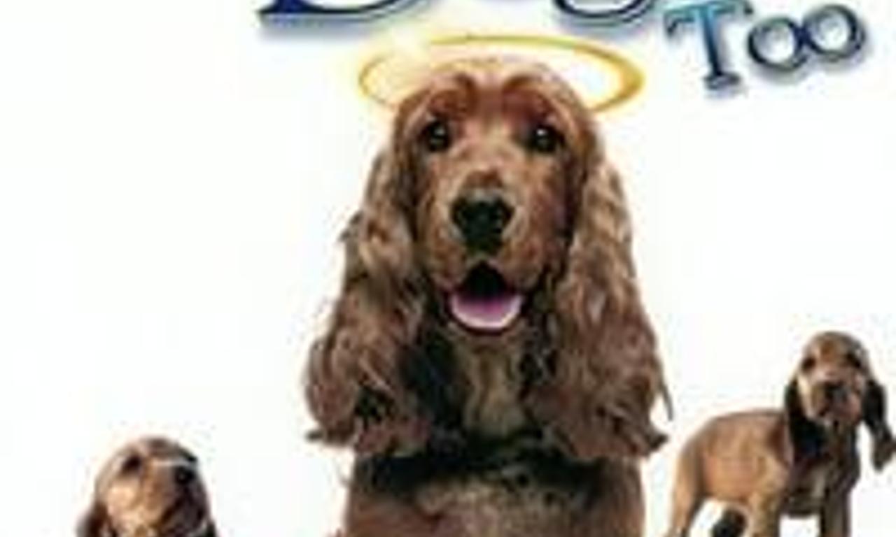 Miracle Dogs Too - Where to Watch and Stream Online – Entertainment.ie