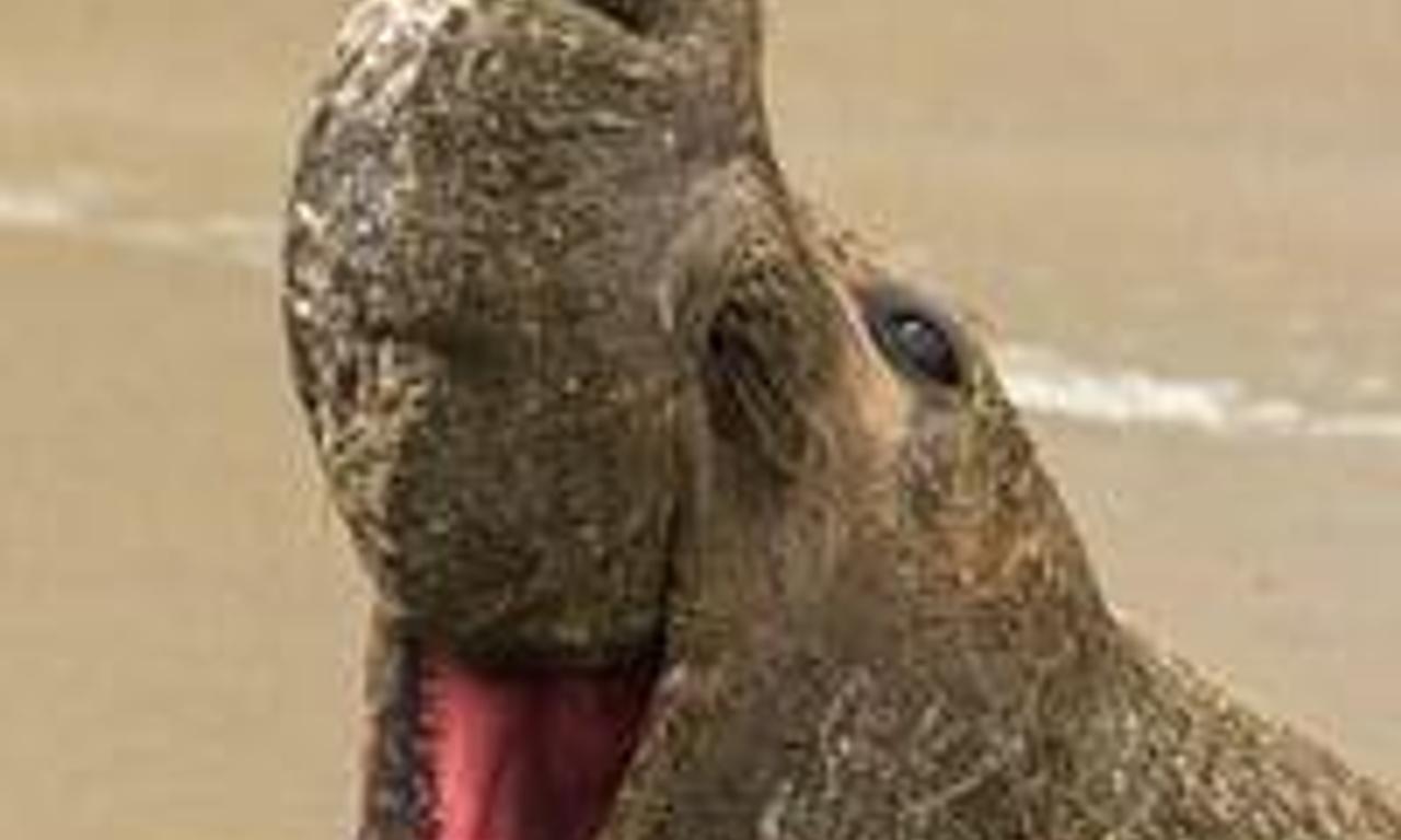 Big Sur-Wild California - Where to Watch and Stream Online ...