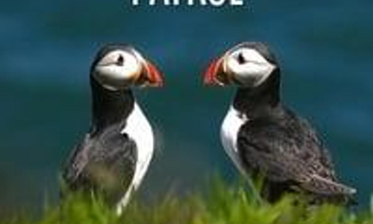 Puffin Patrol - Where to Watch and Stream Online – Entertainment.ie
