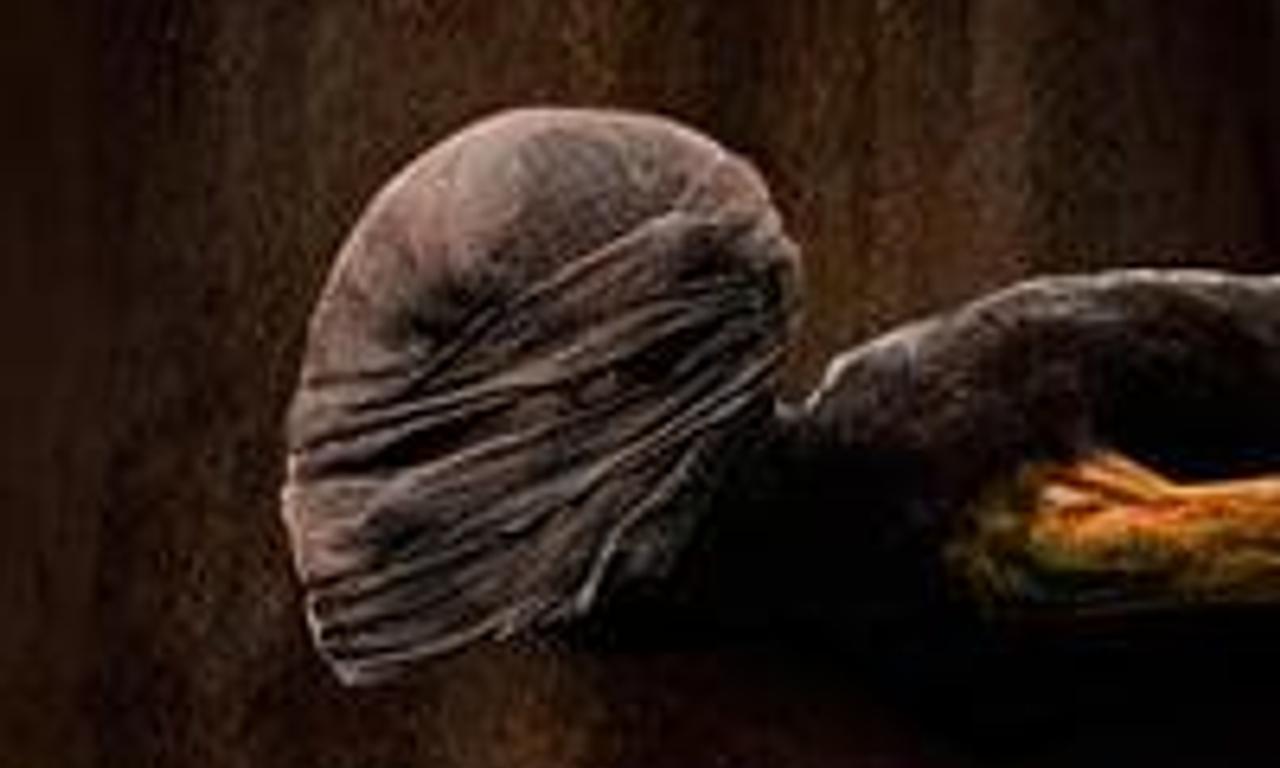 The Maus - Where to Watch and Stream Online – Entertainment.ie