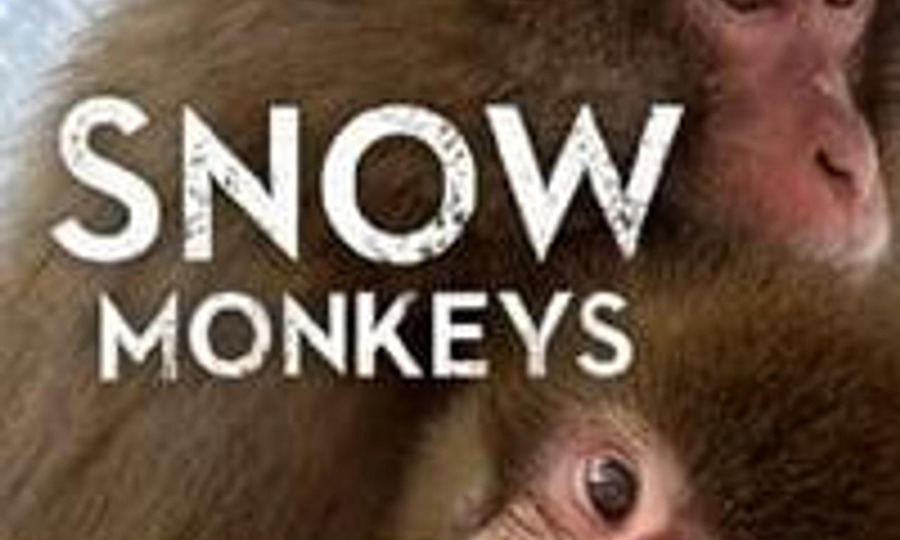 Wild Japan: Snow Monkeys - Where to Watch and Stream Online ... Wild Japan: Snow Monkeys - Where to Watch and Stream Online ...